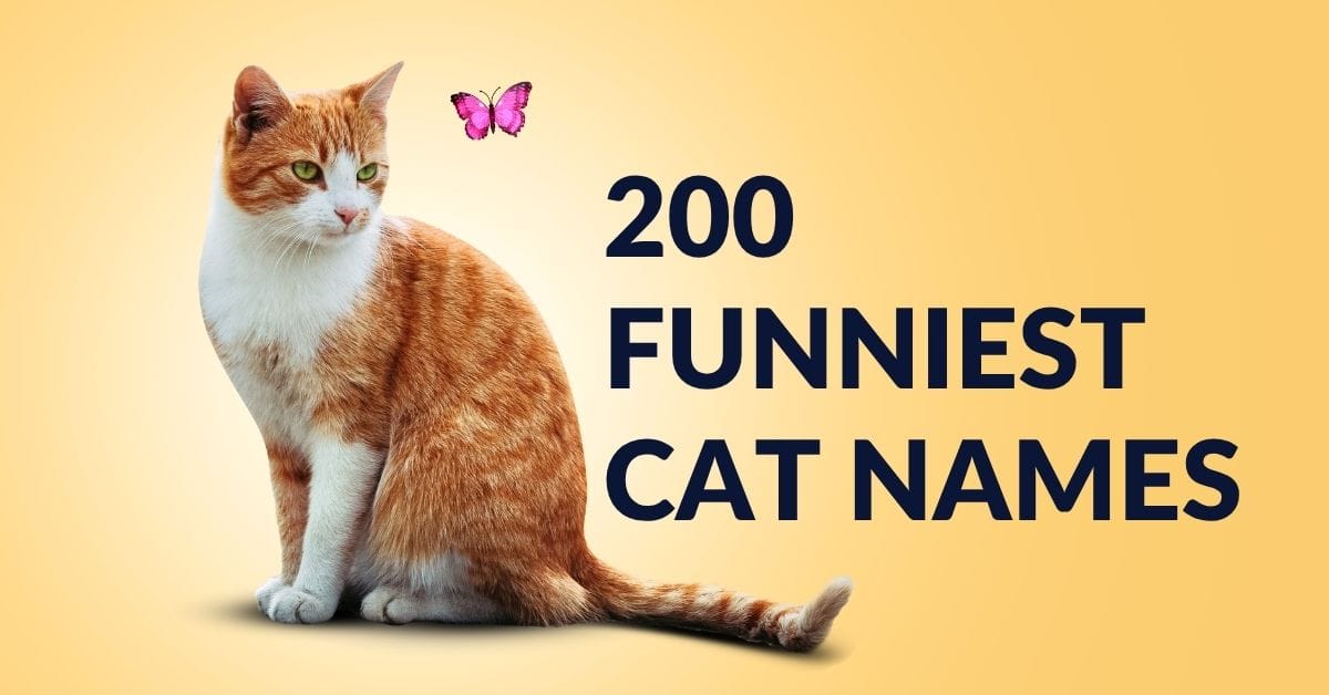200 Funniest Cat Names That Will Make You Laugh Out Loud - funny names ...